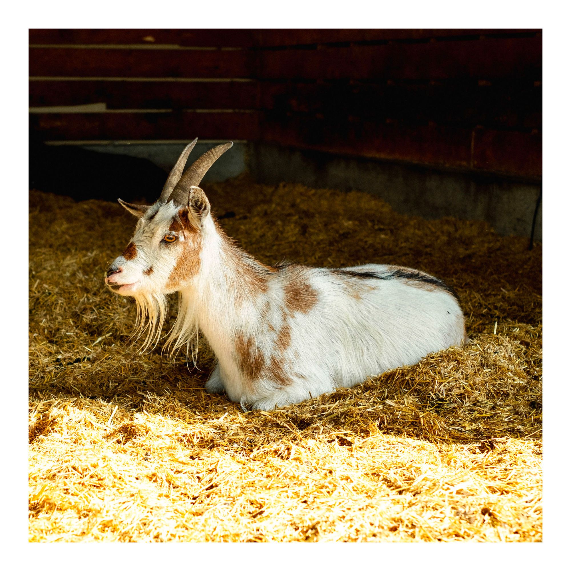 Coarse Straw Bedding for Animals, 3 cu. ft. from FARMSTRAW | BMR