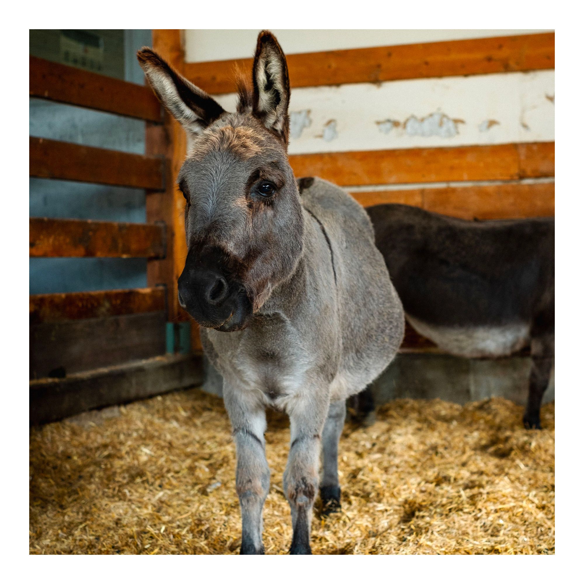 Coarse Straw Bedding for Animals, 3 cu. ft. from FARMSTRAW | BMR