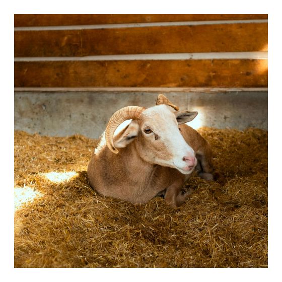 Coarse Straw Bedding for Animals, 3 cu. ft. from FARMSTRAW | BMR